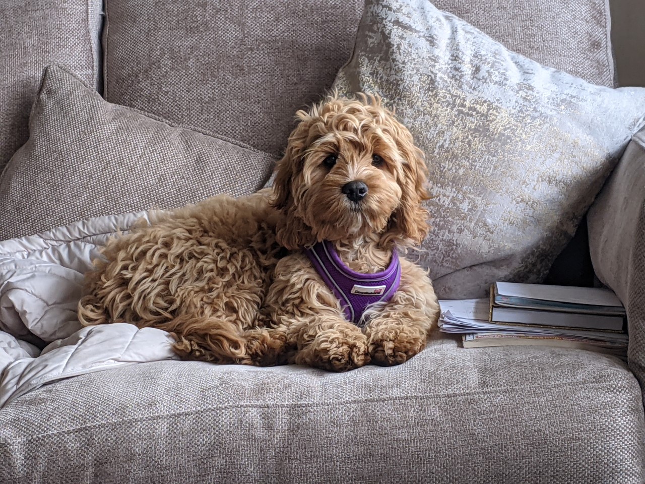 Dog sitting/boarding | Give your dog a holiday | Wagatail.co.uk